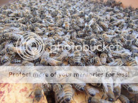 Which size hives are most productive? | Beesource Beekeeping Forums